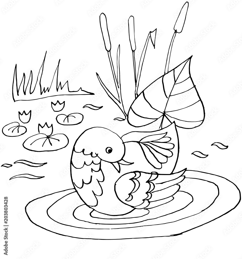 Outline drawing of a duck in a pond Stock Vector | Adobe Stock