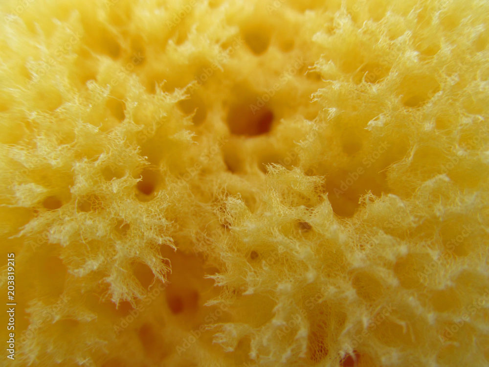 Natural sea sponge close-up on a black background. Beautiful complex ...