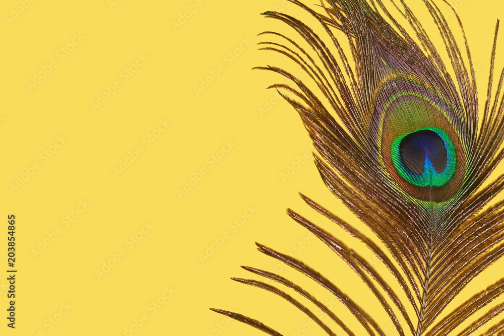 Yellow Peacock Feathers