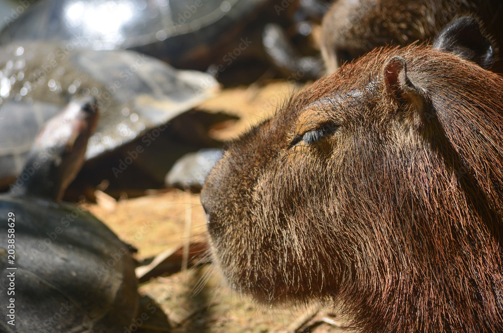 Capybara and Turtles relaxing together on a riverbank in the Amazon ...