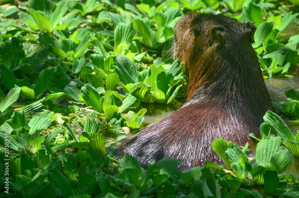 A Capybara by the side of a river in the Amazon rainforest Stock Photo ...