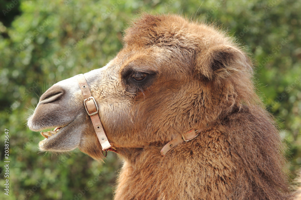 Camels | Camelid camelida | Animals (Photography) Stock 写真 | Adobe Stock