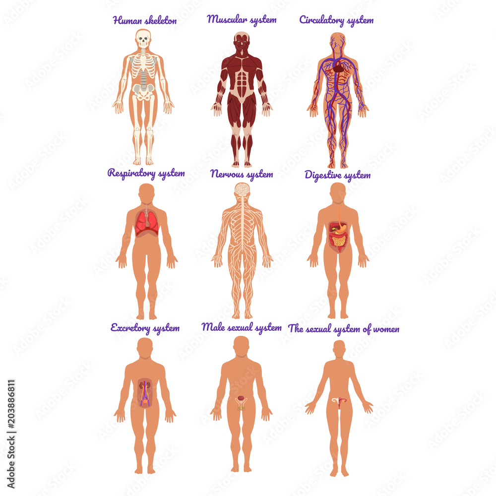Different human organ system set, muscular, circulatory, respiratory ...