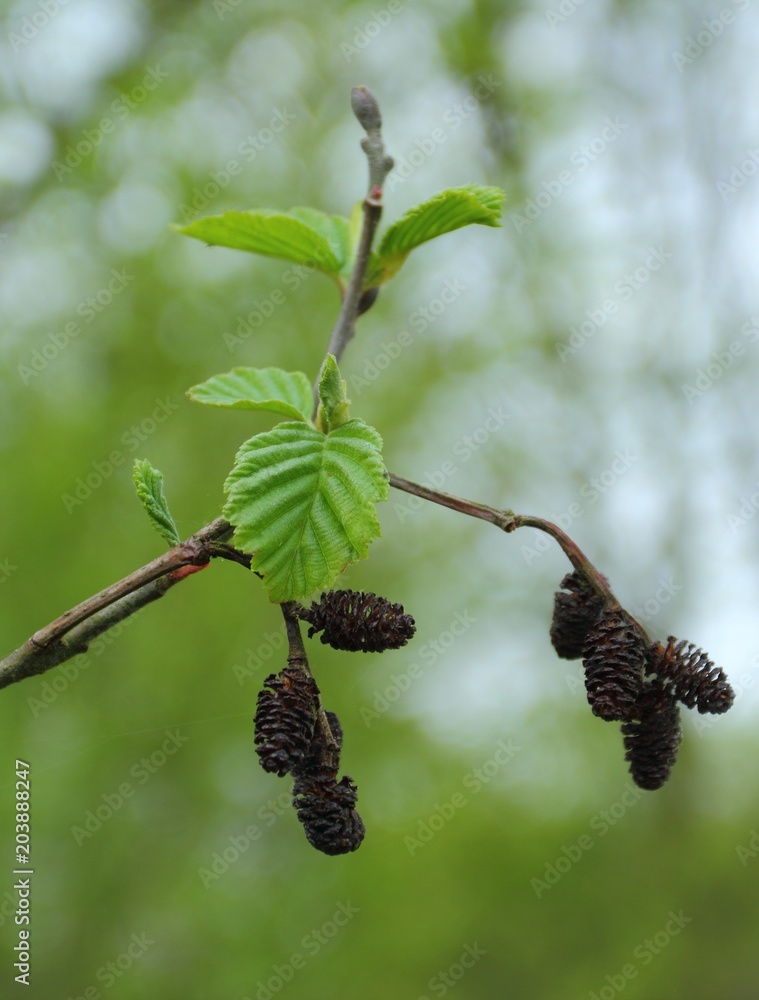 Foto Stock Alnus glutinosa, the common alder, black alder, European ...