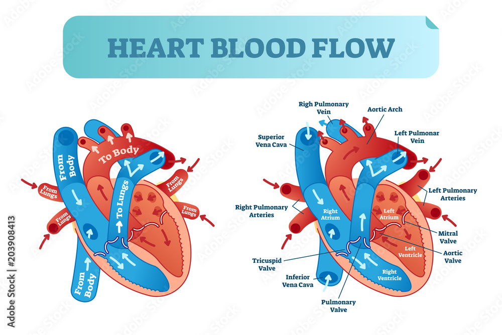 Heart blood flow circulation anatomical diagram with atrium and ...