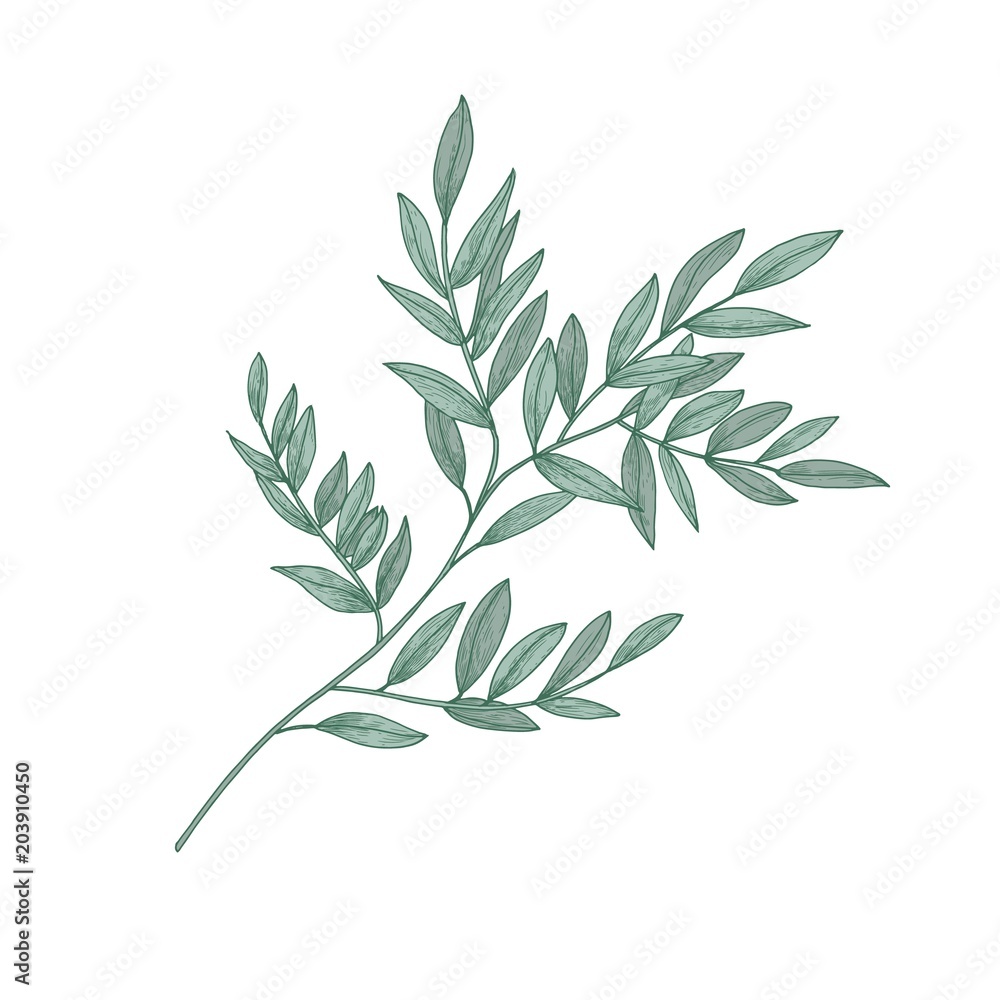 Evergreen Leaves Clipart Background