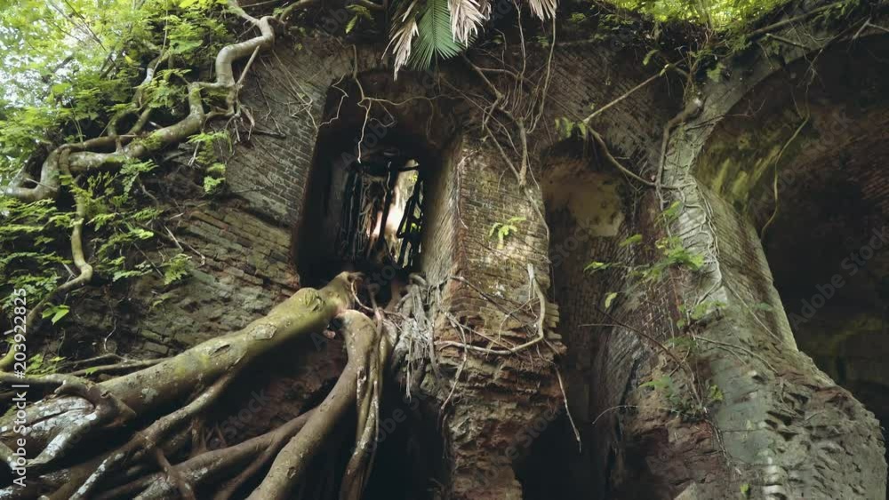 Tilt down ruins of old Fort Karang Bolong covered with tree roots and ...