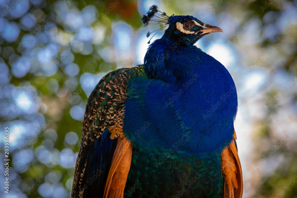 Der Blaue Pfau lauert Stock Photo | Adobe Stock