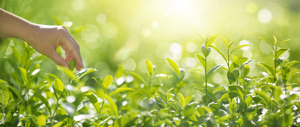 Hand pick tea leaves Stock Photo | Adobe Stock