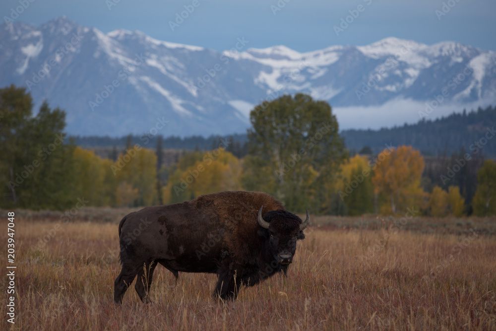 Bison in the Mountains Stock Photo | Adobe Stock