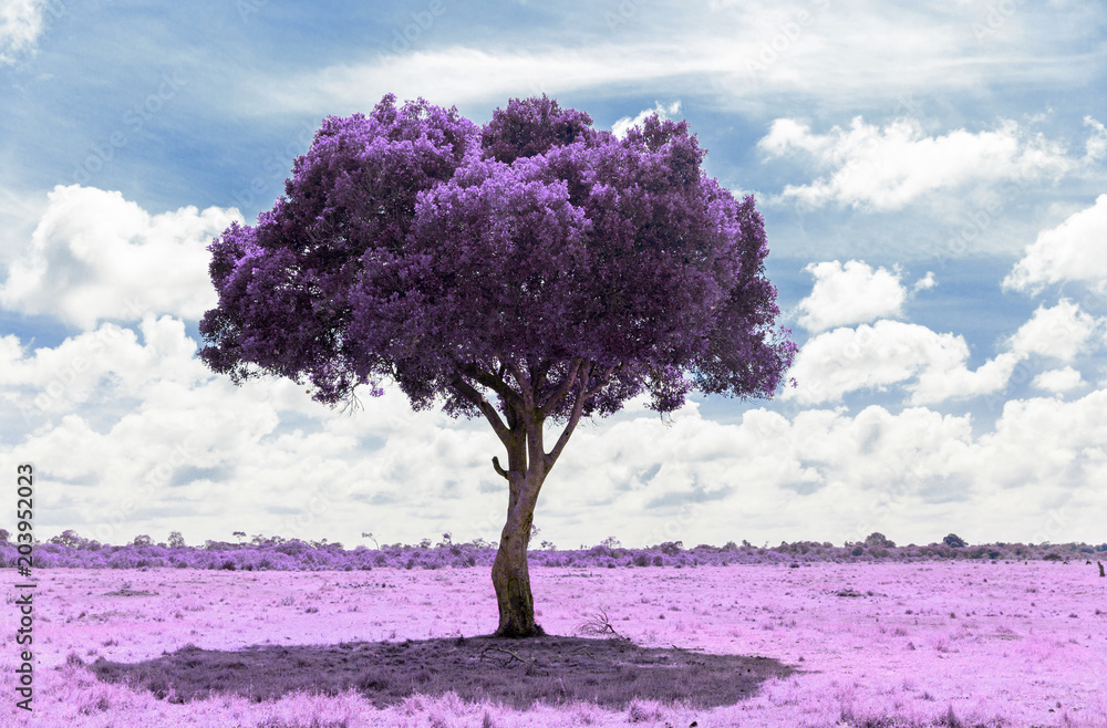 fantasy and nature concept - purple acacia tree in maasai mara national ...