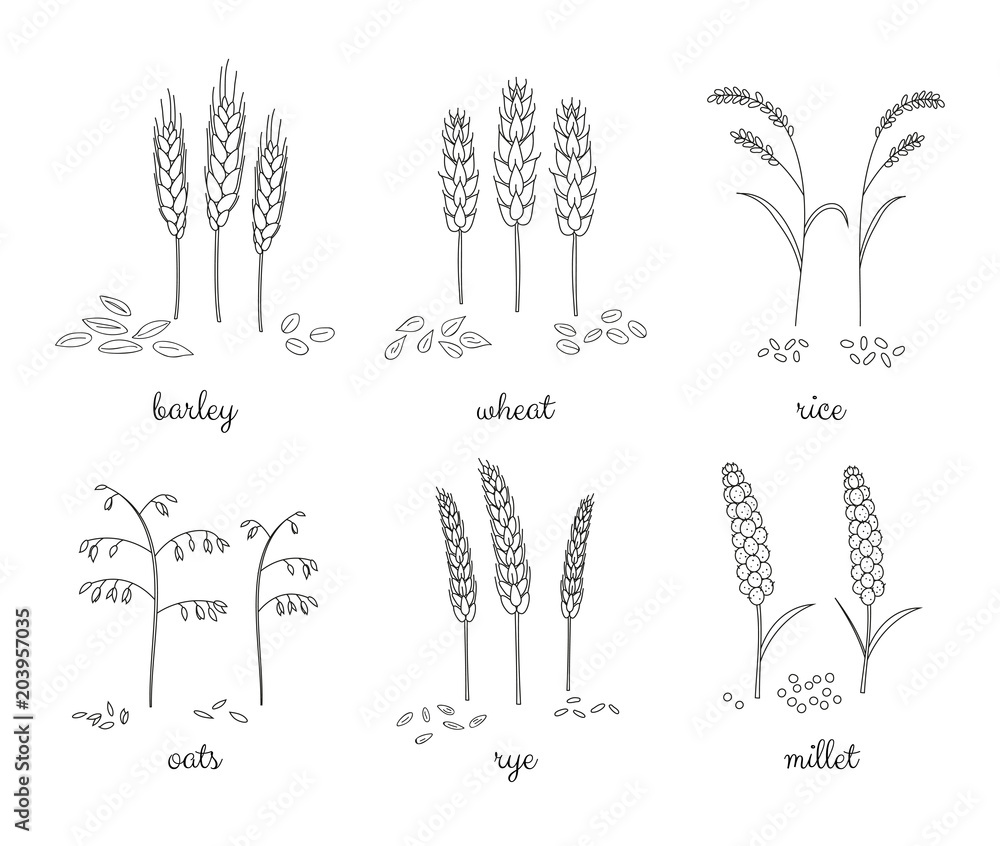 Hand drawn outline cereals and grains. Stock Vector | Adobe Stock