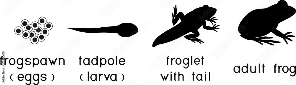 Silhouettes of four stages of frog development with titles Stock Vector ...
