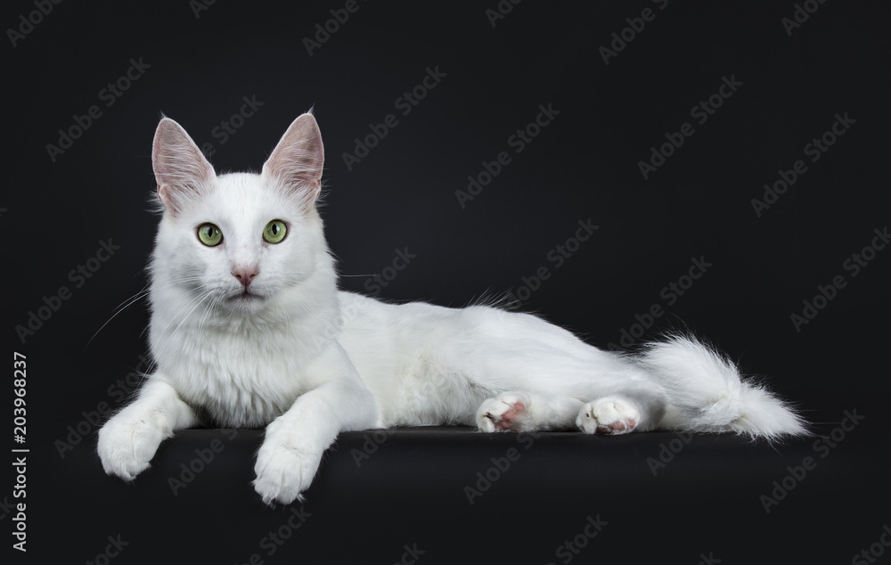 Black And White Turkish Angora Kittens