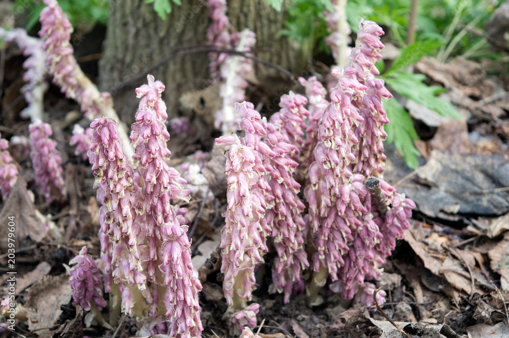 Pink flowers of blooming common toothwort in the forest, parasitic ...