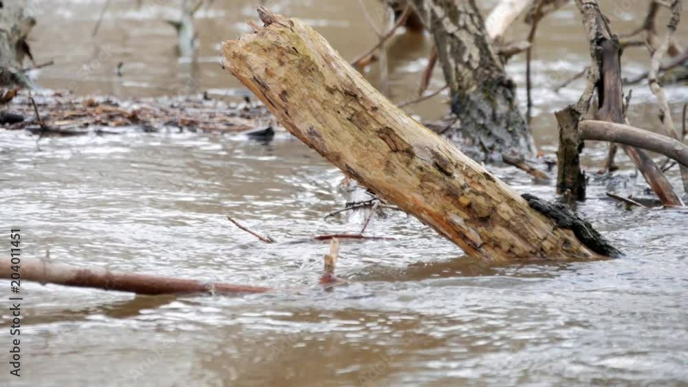 A flooded forest landscape with marsh and dead trees. Spring flood in ...
