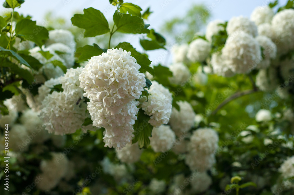 Chinese snowball viburnum flower heads are snowy. Snowball tree ...