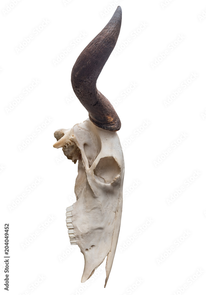 Cow Skull Side View