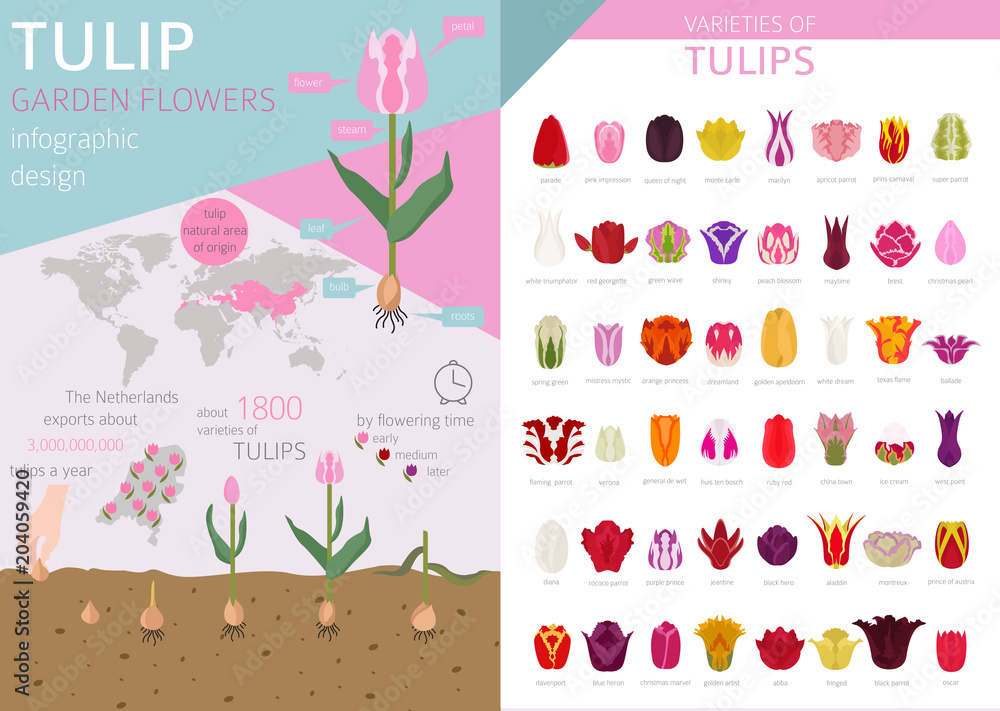 Tulip varieties flat icon set. Garden flower and house plants ...