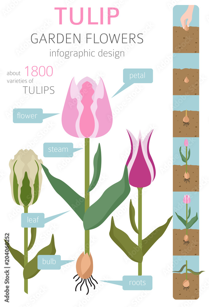 Tulip varieties flat icon set. Garden flower and house plants ...