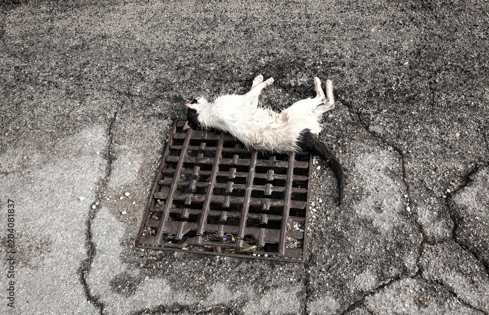 Dead Cat On Road
