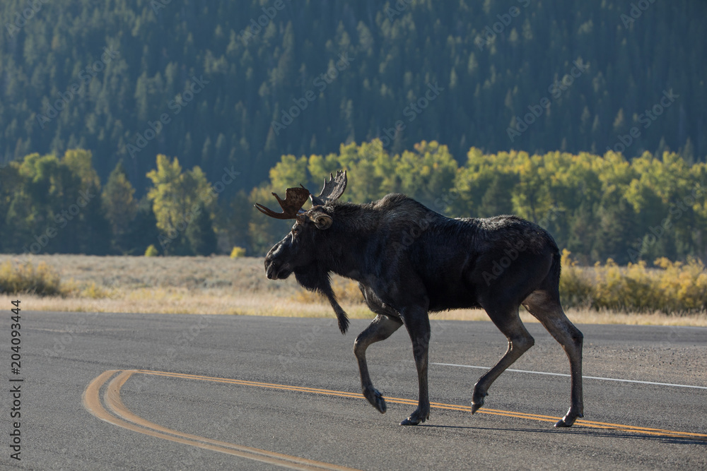 Moose Crossing Road