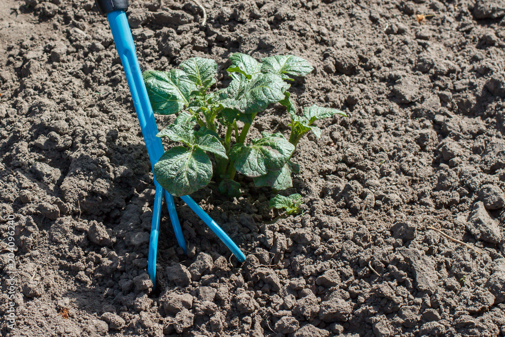 Loosening soil around the potato bush using hand garden rake Stock ...