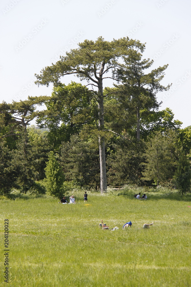 Pelouse du parc de Bagatelle à Paris Stock Photo | Adobe Stock