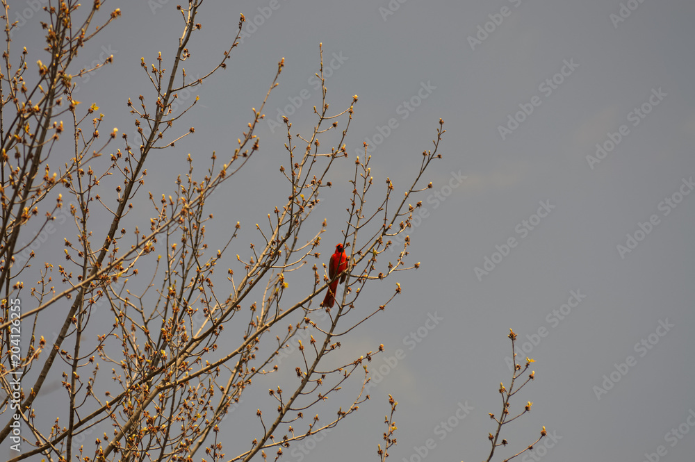 Red bird in the tree wall mural wallpaper | Muraledesign.com