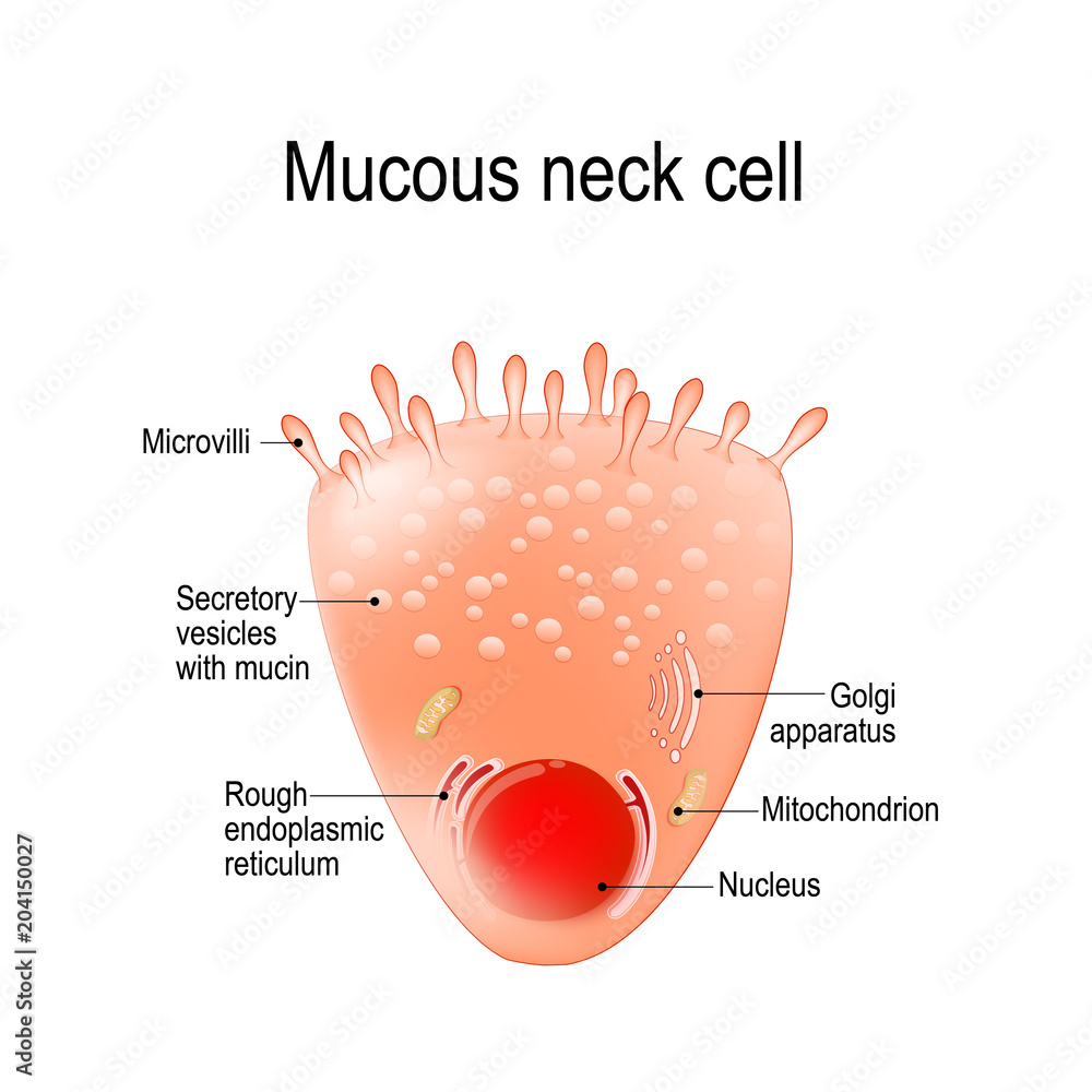 mucous neck cell Stock Vector | Adobe Stock