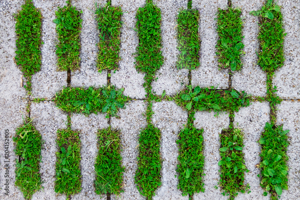 Grass Pavement Texture