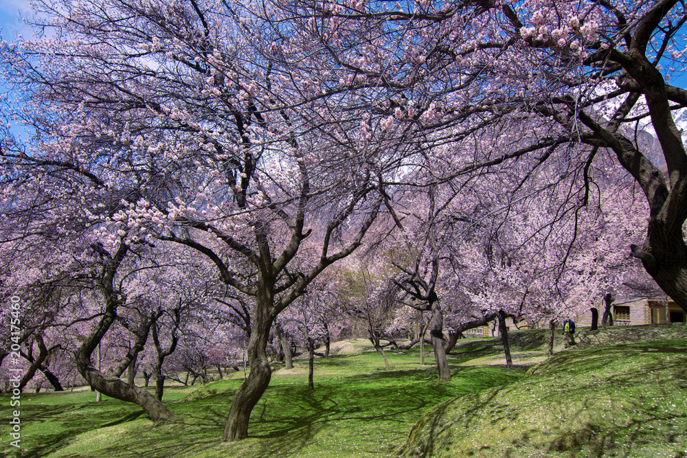 landscape of blossom trees with green ground at hunza , Pakistan Stock ...