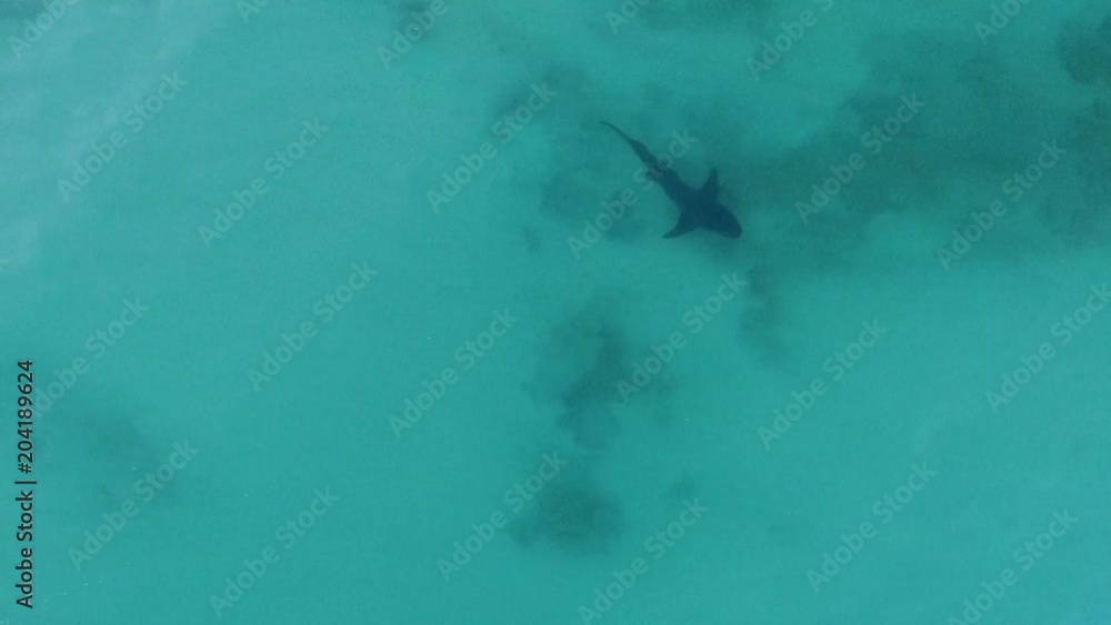 aerial view of a Bull Shark (Carcharhinus leucas). reefs of the Sea of ...
