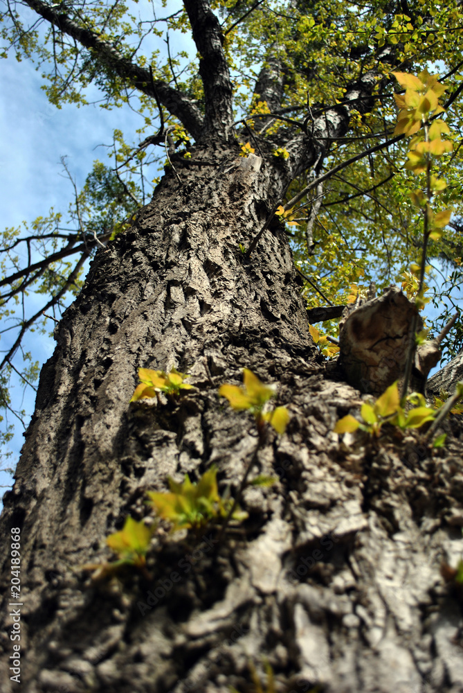 Young Poplar Tree Bark