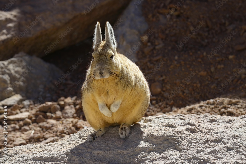 Southern Viscacha or mountain viscacha (Lagidium viscacia), Reserva ...