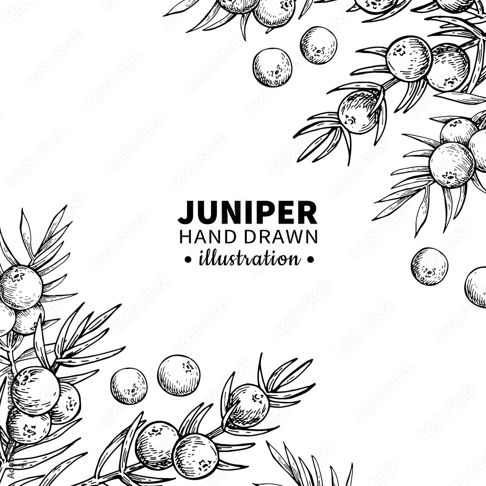 Juniper vector drawing frame. Isolated vintage template of berr Stock ...