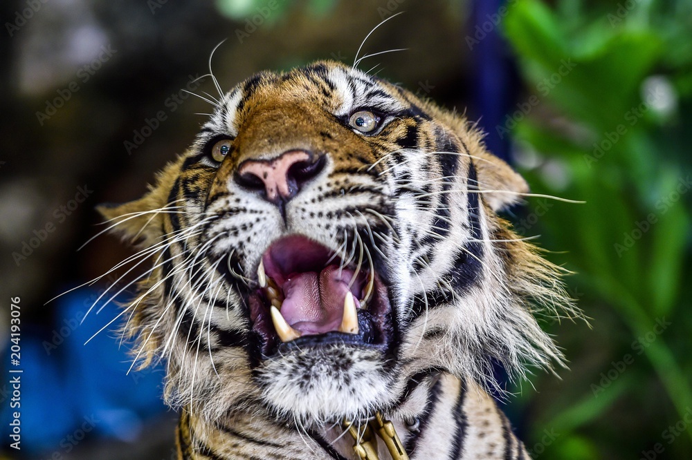 Tiger (Panthera tigris), captive, roaring, animal portrait, Pattaya ...