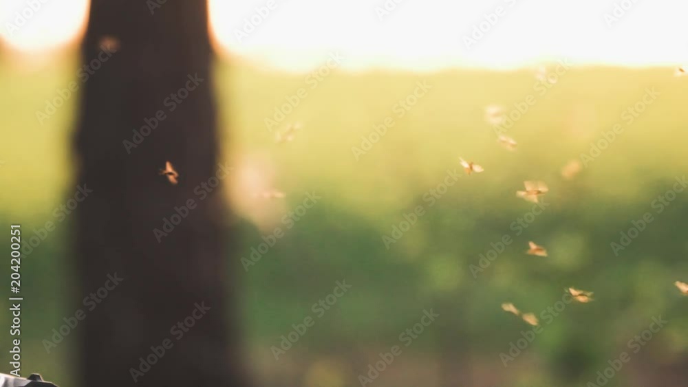 Vidéo Stock Small midges fly in the park in the rays of the setting sun ...