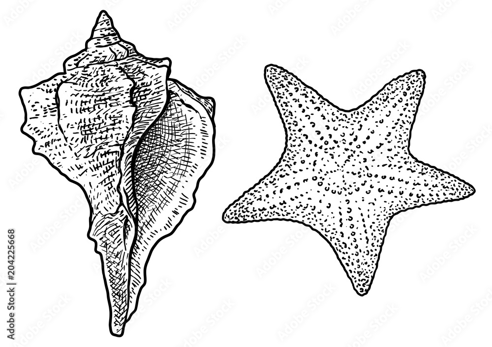 Starfish Pencil Drawing