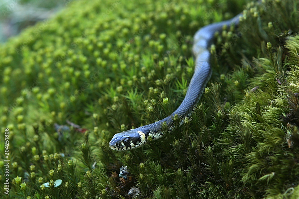 Grass snake on moss in forest. European grass snake, Natrix natrix ...