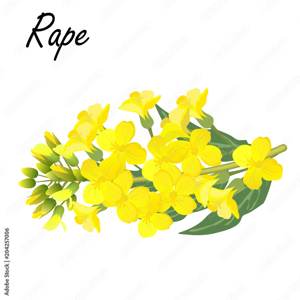 Rapeseed (Brassica napus, rape, colza, oil seed, canola). Realistic ...