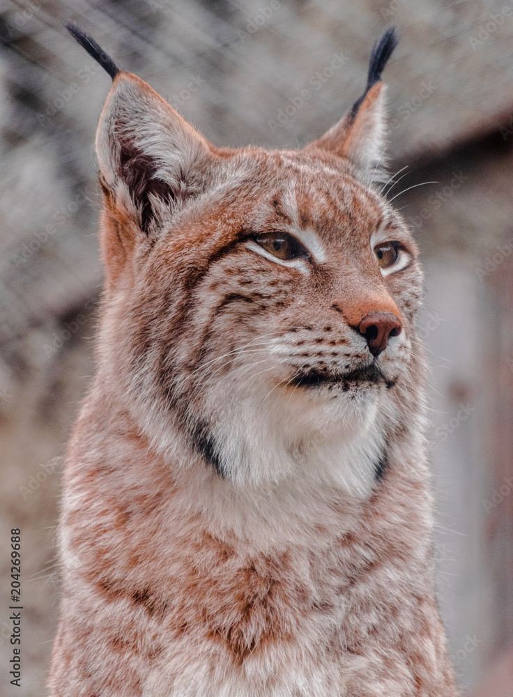 Eurasian lynx (lynx lynx) face looking to the right Stock Photo | Adobe ...