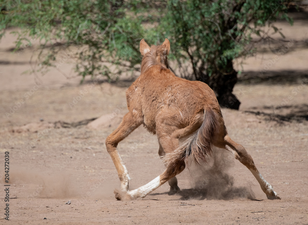 Newborn Horse Standing