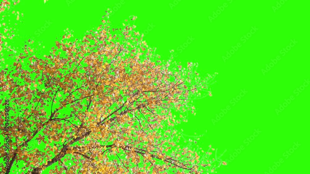 Autumn Tree with Multicolored Leaves on Green Screen or Chroma key ...