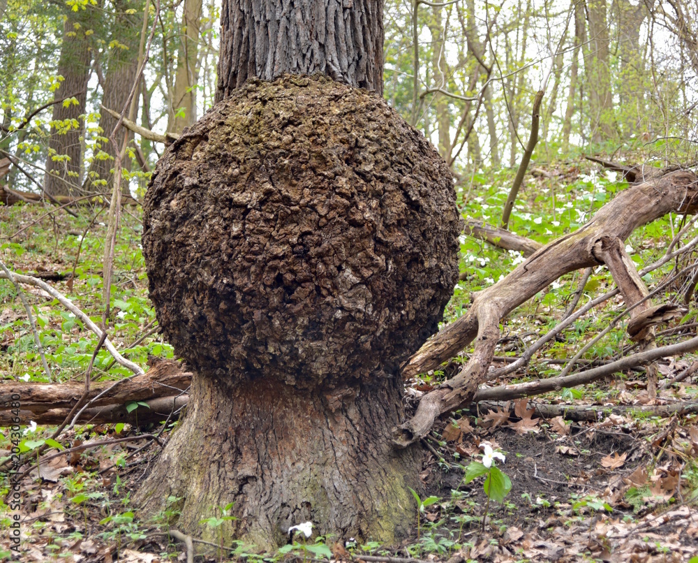 White Oak Tree Spring