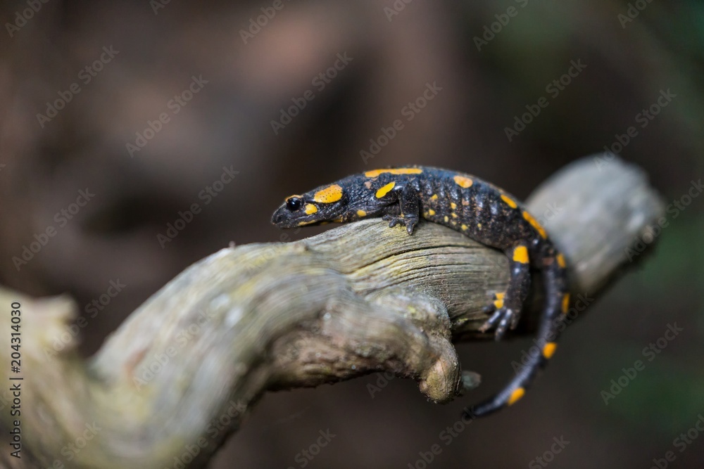 Poster a black yellow spotted fire salamander. (Salamandra salamandra ...