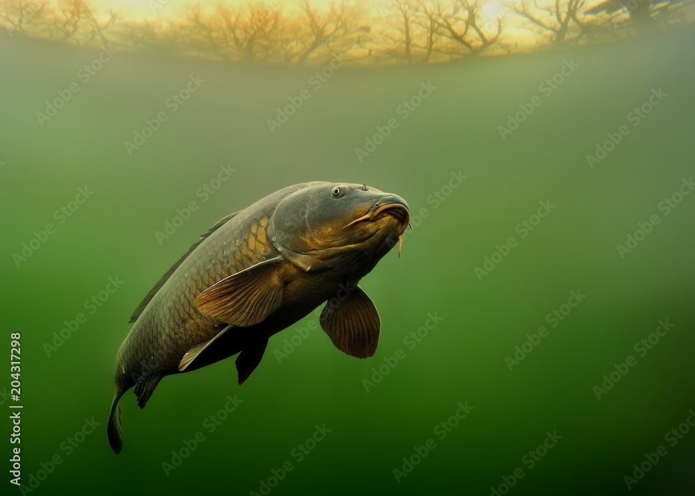 Poster Common Carp - Cyprinus carpio – Wall Art | UkPosters