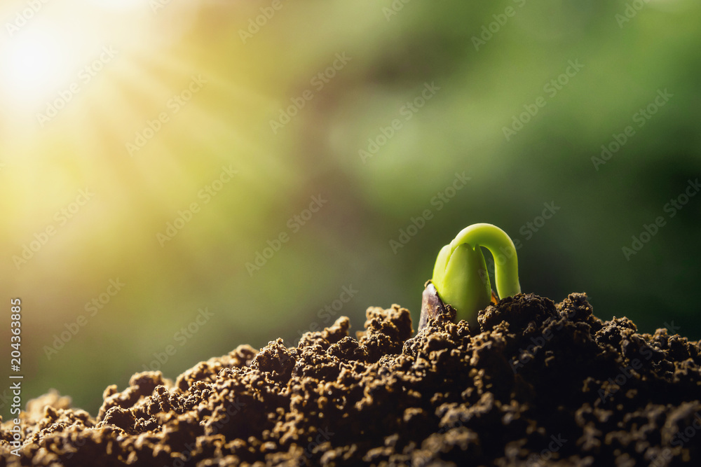 agriculture. plant sprout growing on soils with sunshine Stock Photo ...