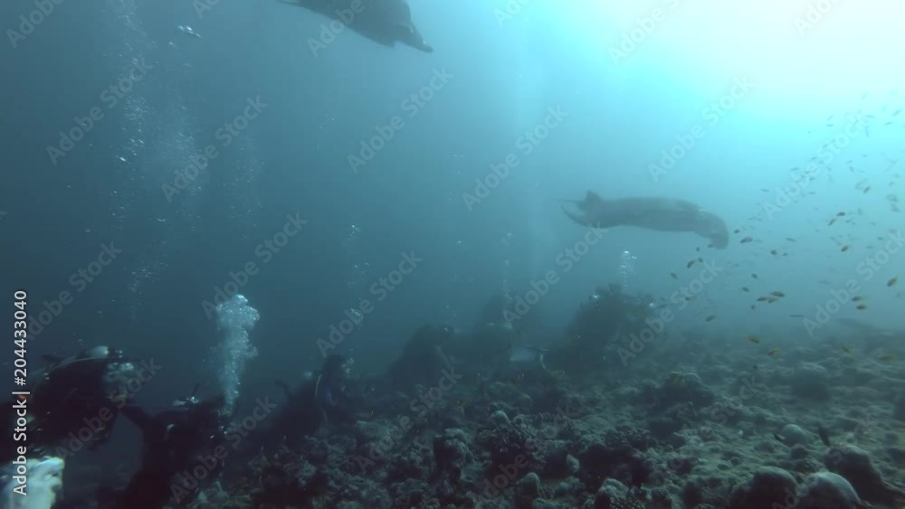 Group of scuba Divers looks at the pack of manta rays floating over ...