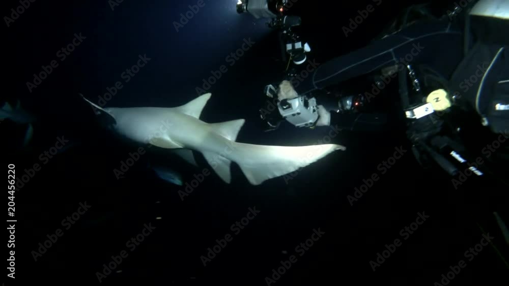 Underwater photographer shooting pack of nurse shark in the night ...